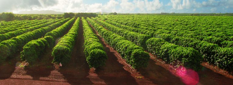 Hawaii Coffee Growing Regions – Hawaii Coffee Industry