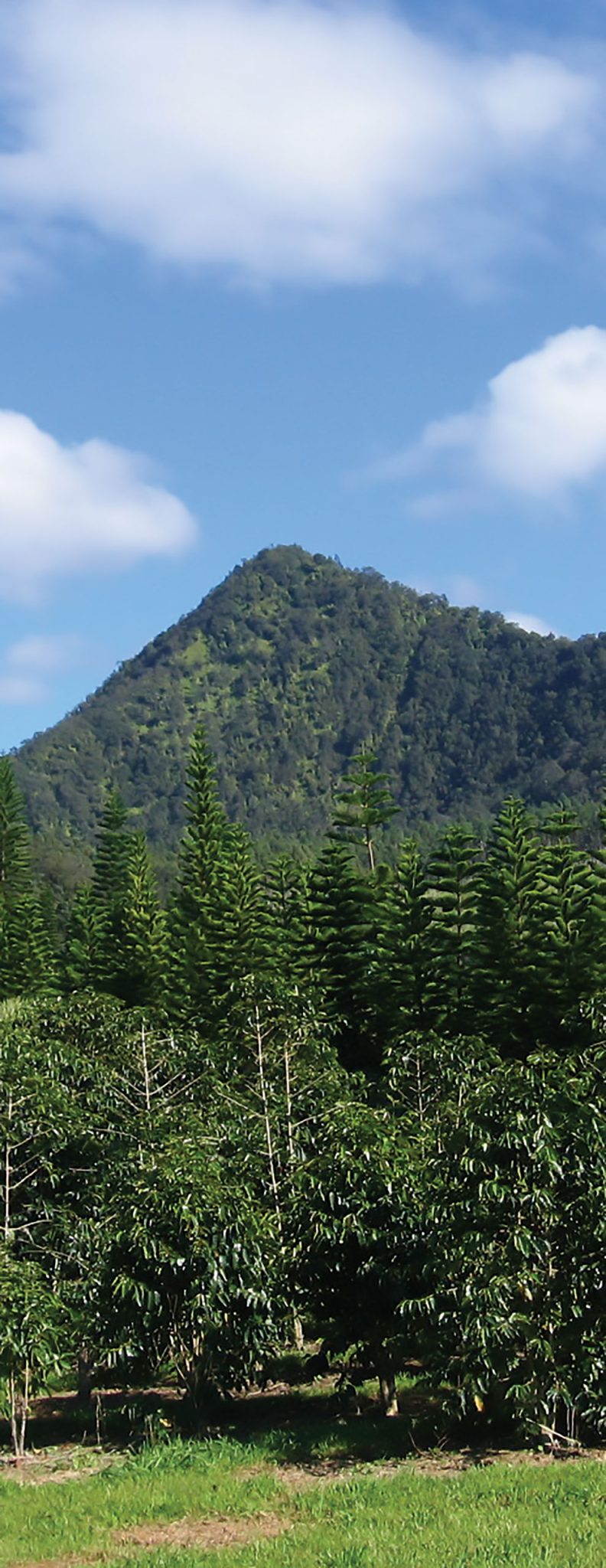 Hawaii Coffee Growing Regions – Hawaii Coffee Industry