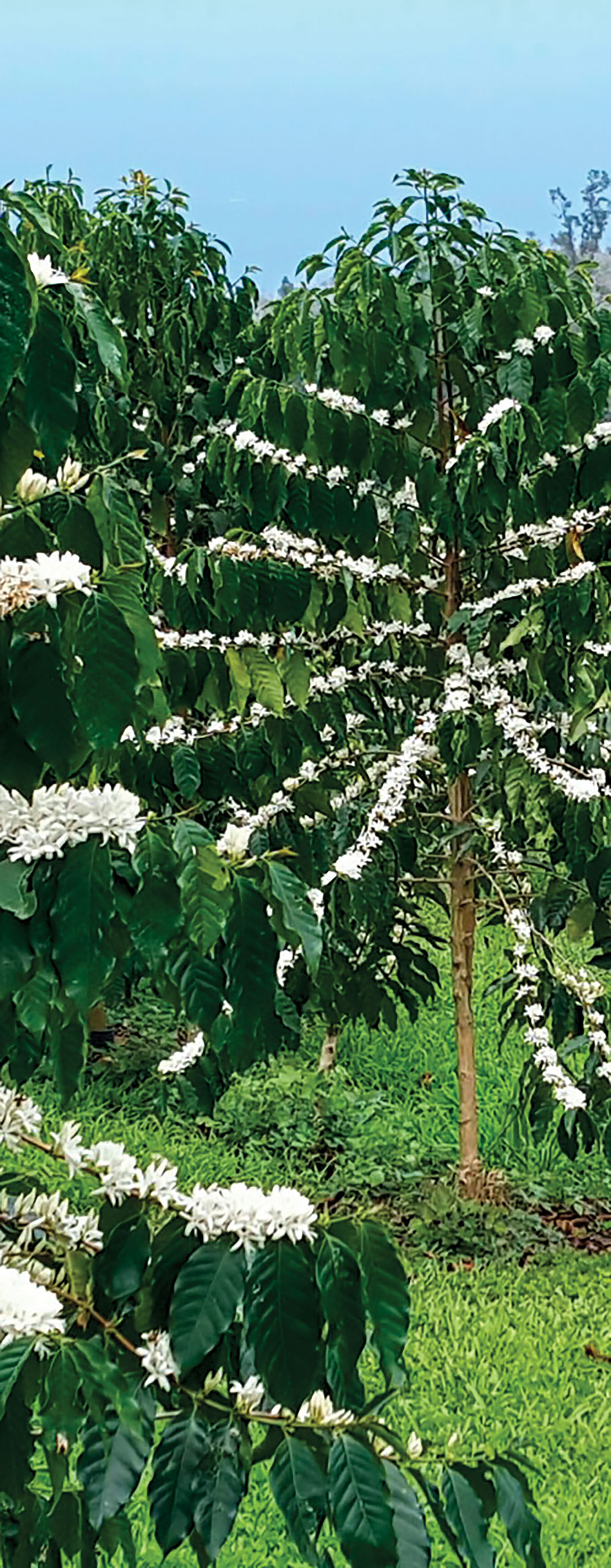 Hawaii Coffee Growing Regions – Hawaii Coffee Industry